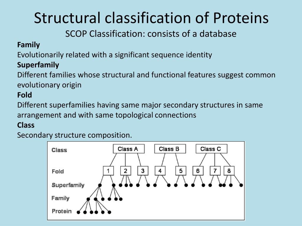 PPT - Structural classification of Proteins PowerPoint Presentation ...