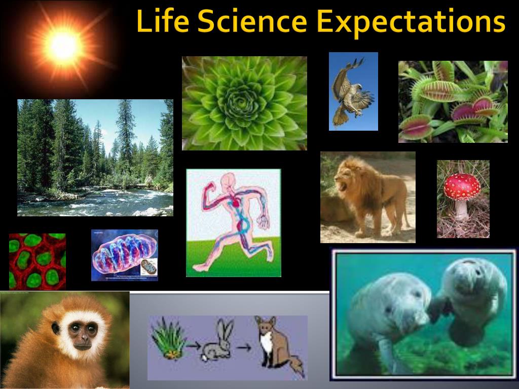 PPT - Life Science Expectations PowerPoint Presentation, free download ...