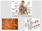 PPT - Energy Transfer vs. Energy Transformation PowerPoint Presentation ...