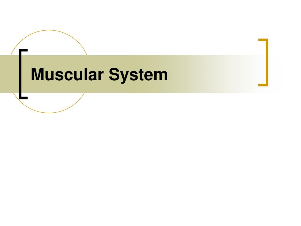 PPT - Muscular System PowerPoint Presentation, free download - ID:1872965