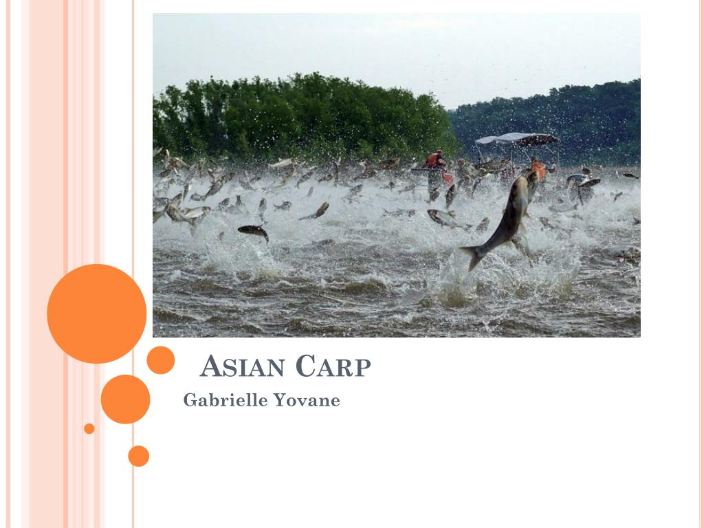 PPT - Asian Carp PowerPoint Presentation, free download - ID:1873001