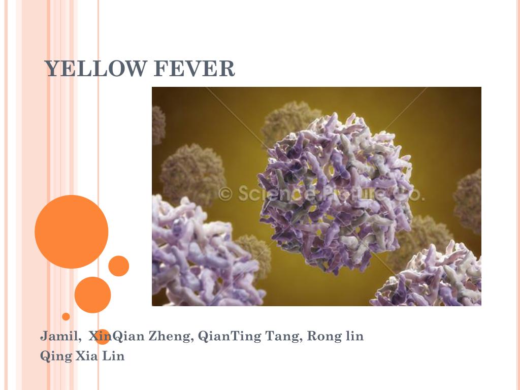 PPT - YELLOW FEVER PowerPoint Presentation, free download - ID:1875515