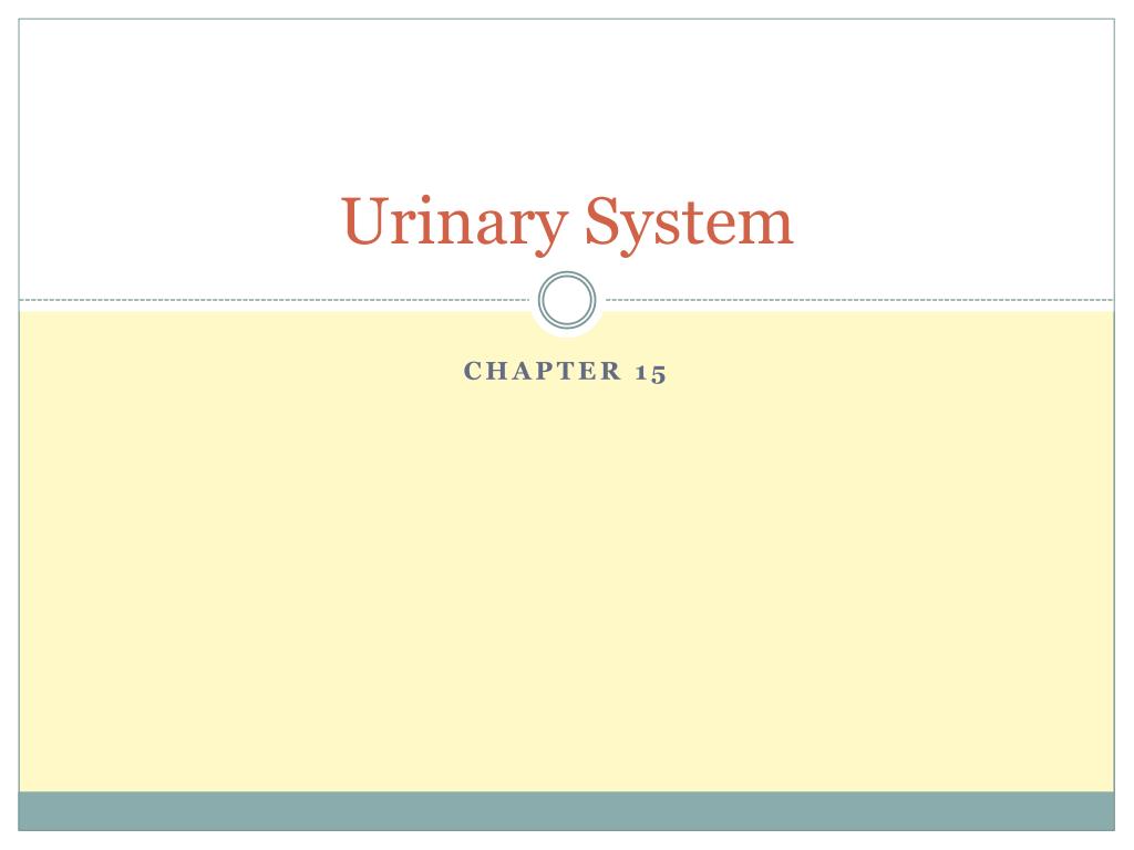 PPT - Urinary System PowerPoint Presentation, free download - ID:1877453