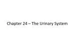PPT - Chapter 23 The Urinary System PowerPoint Presentation, free ...