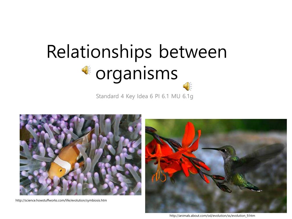 PPT - Relationships between organisms PowerPoint Presentation, free ...
