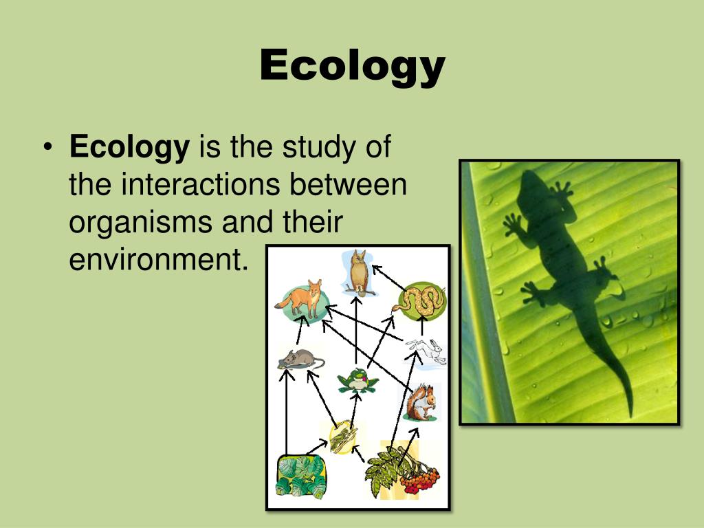 PPT - Ecology PowerPoint Presentation, free download - ID:1878196