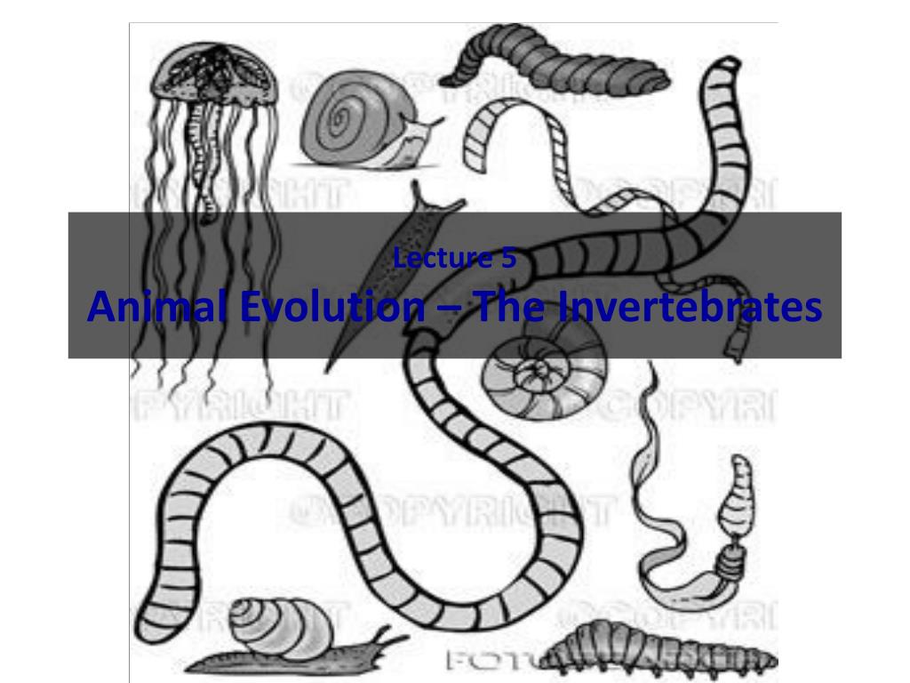 PPT - Lecture 5 Animal Evolution – The Invertebrates PowerPoint ...
