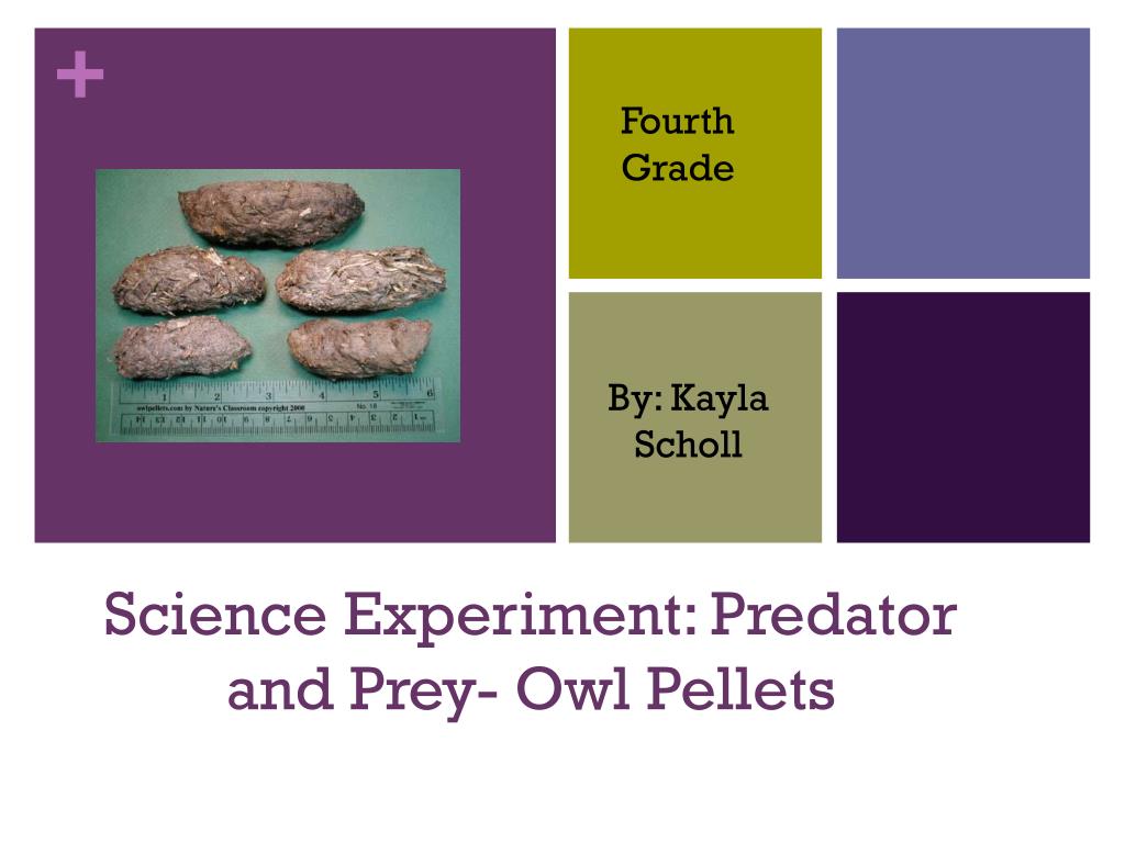 PPT - Science Experiment: Predator and Prey- Owl Pellets PowerPoint ...