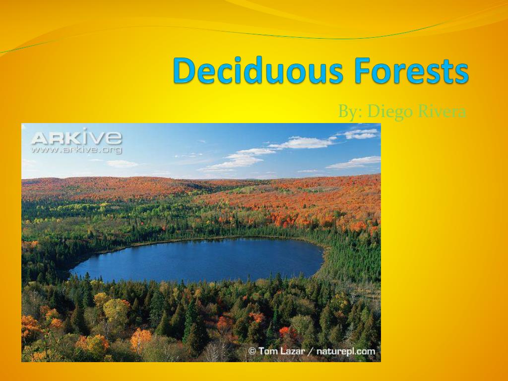 PPT - Deciduous Forests PowerPoint Presentation, free download - ID:1881071