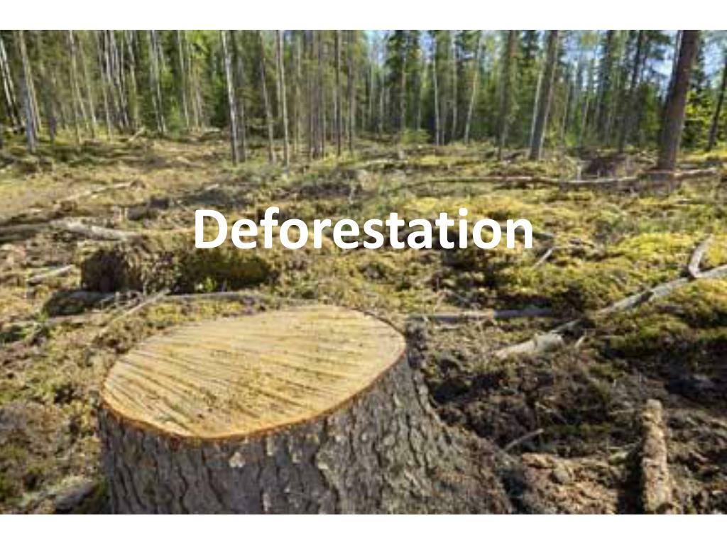 PPT - Deforestation PowerPoint Presentation, free download - ID:1882556