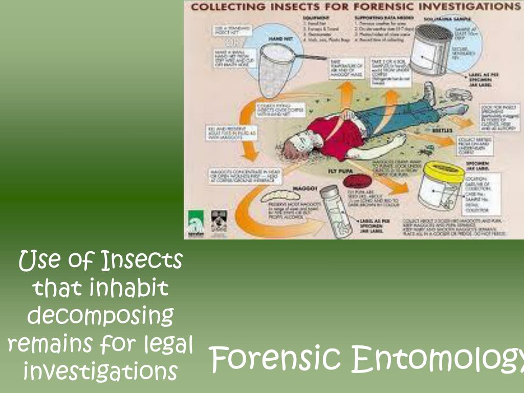 PPT - Forensic Entomology PowerPoint Presentation, free download - ID ...