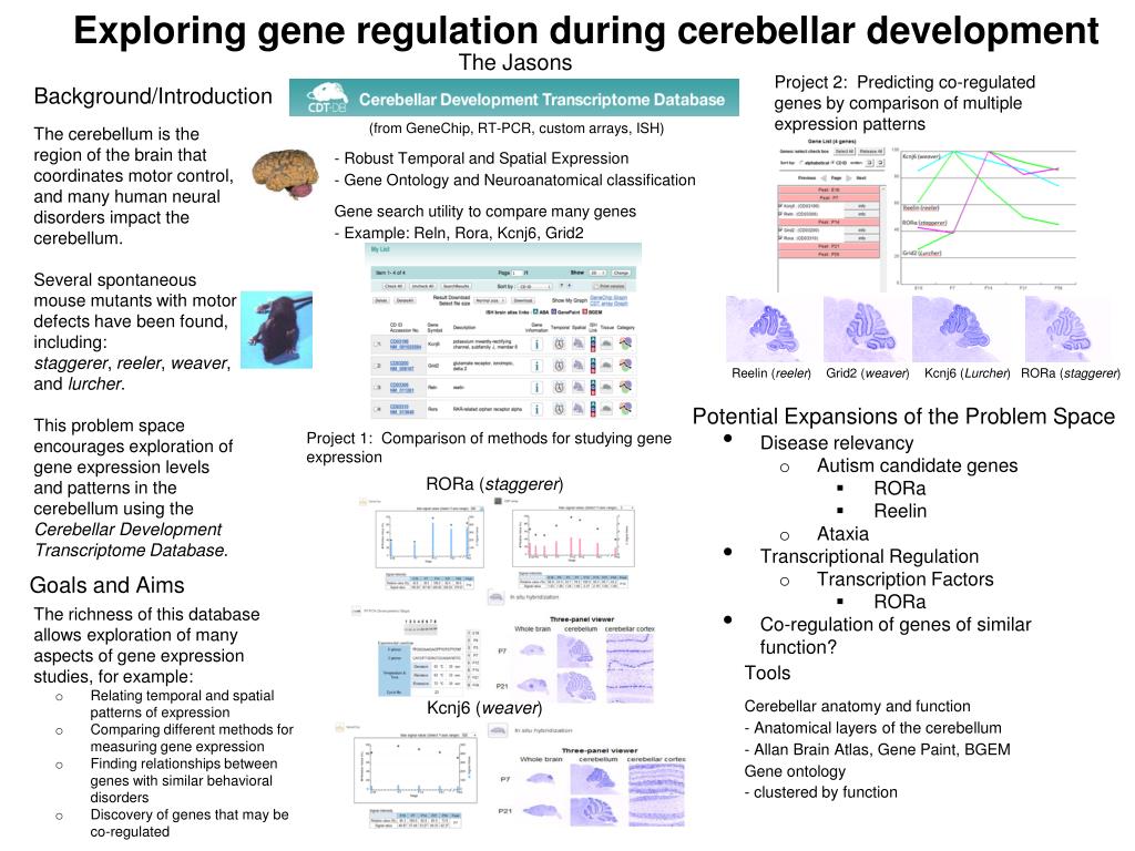PPT - Exploring gene regulation during cerebellar development ...
