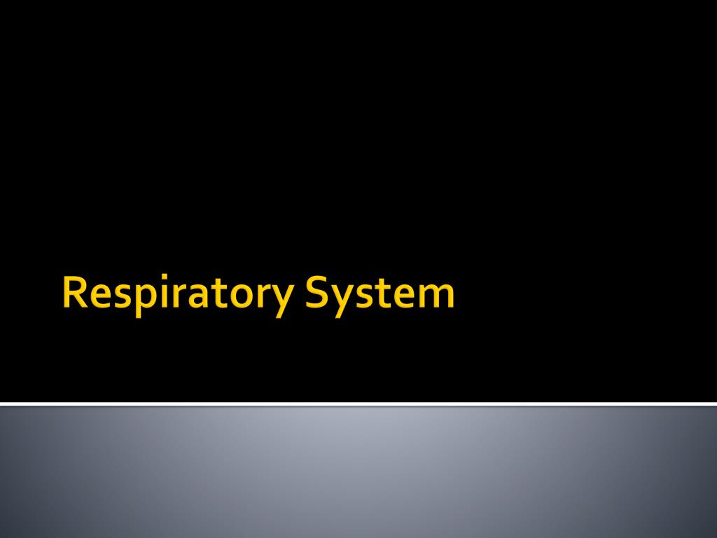 PPT - Respiratory System PowerPoint Presentation, free download - ID ...