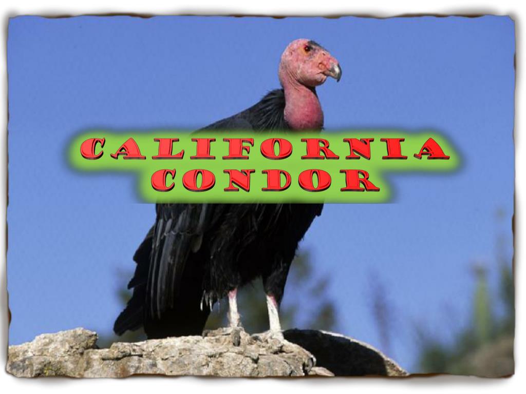 PPT - California Condor PowerPoint Presentation, free download - ID:1889201