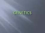 PPT - Genetics PowerPoint Presentation, free download - ID:6855611