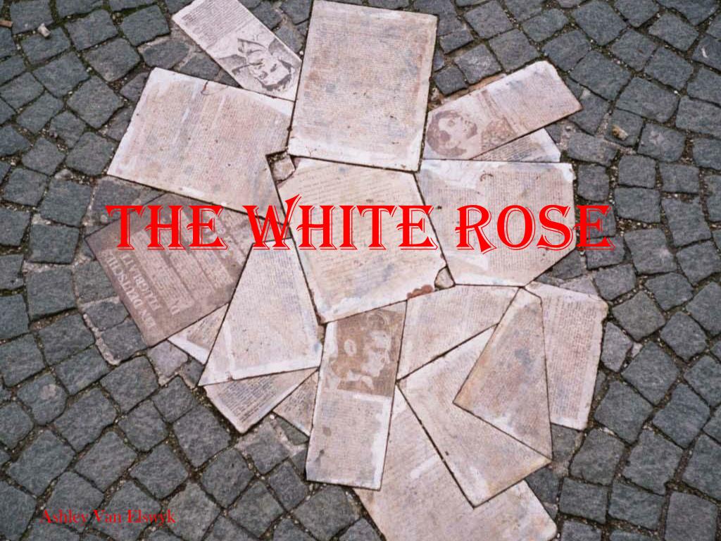 PPT - The White rose PowerPoint Presentation, free download - ID:1889939