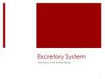 PPT - Human Excretory System PowerPoint Presentation, free download ...