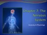PPT - Chapter 7: the Nervous System PowerPoint Presentation, free ...