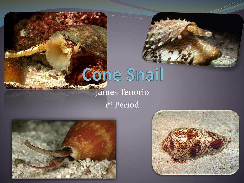 PPT - Cone Snail PowerPoint Presentation, free download - ID:1893920