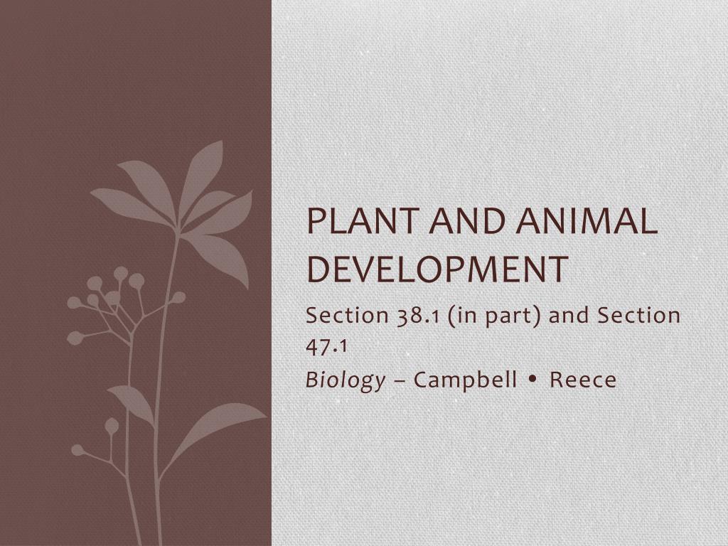 PPT - Plant and animal development PowerPoint Presentation, free ...