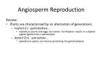 PPT - Gymnosperm vs Angiosperm PowerPoint Presentation, free download - ID:1484345