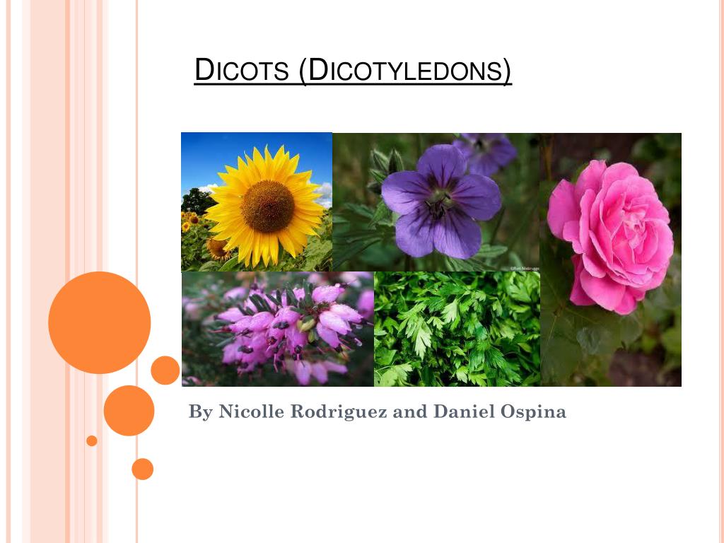 PPT - Dicots (Dicotyledons) PowerPoint Presentation, free download - ID ...