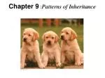 PPT - CHAPTER 9 Patterns of Inheritance PowerPoint Presentation, free download - ID:5241498