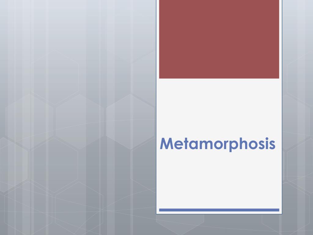 PPT - Metamorphosis PowerPoint Presentation, free download - ID:1895820