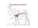 PPT - Circulatory System PowerPoint Presentation, free download - ID:614376