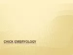 PPT - Basic Embryology PowerPoint Presentation, free download - ID:299797