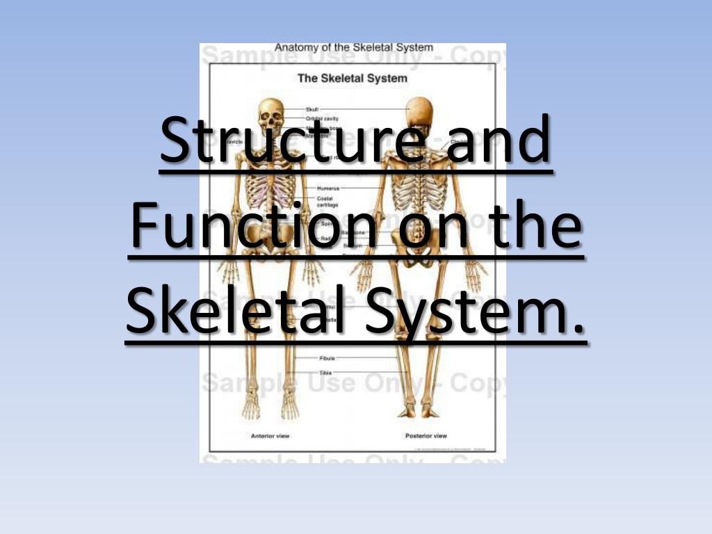 PPT - Structure and Function on the Skeletal System. PowerPoint ...