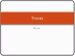 PPT - Thorax PowerPoint Presentation, free download - ID:963761