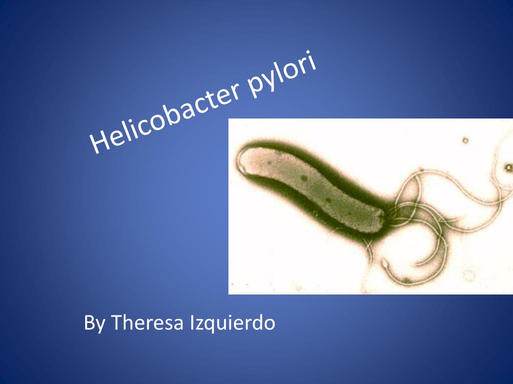 PPT - Helicobacter pylori PowerPoint Presentation, free download - ID ...