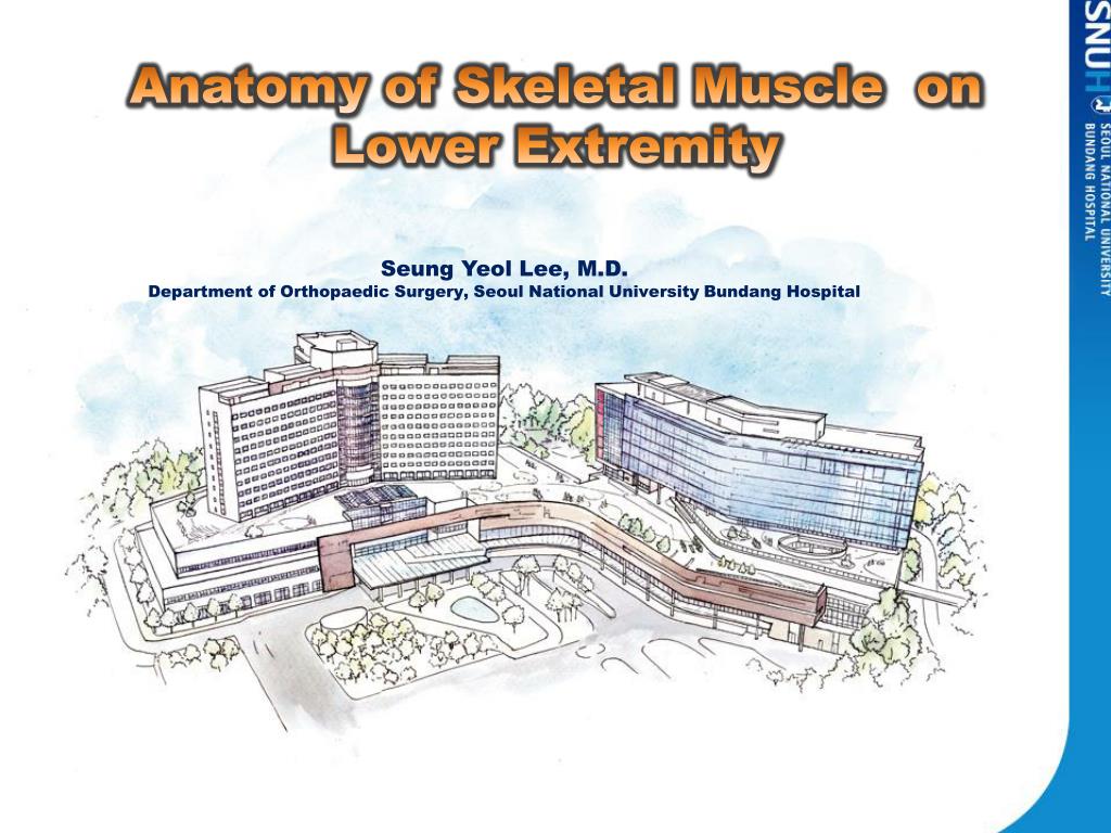 PPT - Anatomy of Skeletal Muscle on Lower Extremity PowerPoint ...