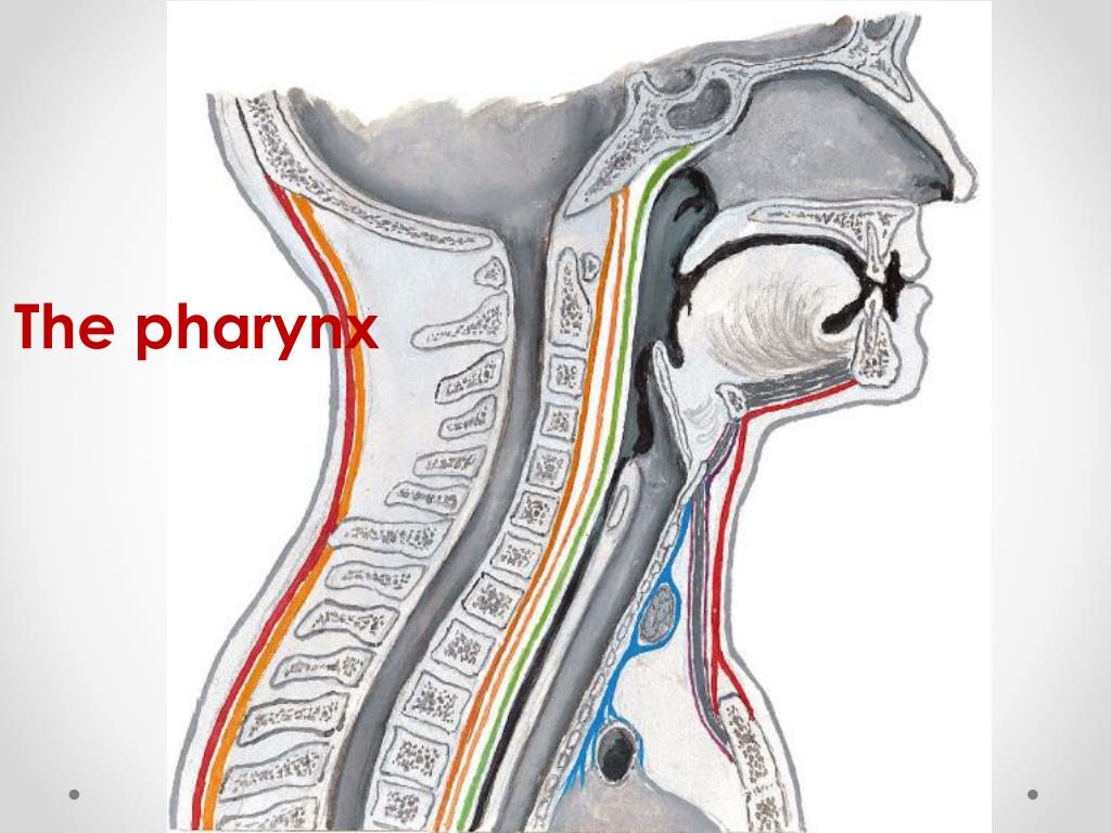 PPT - The pharynx PowerPoint Presentation, free download - ID:1899438