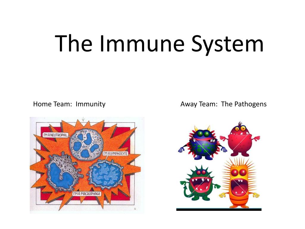 PPT - The Immune System PowerPoint Presentation, free download - ID:1899583