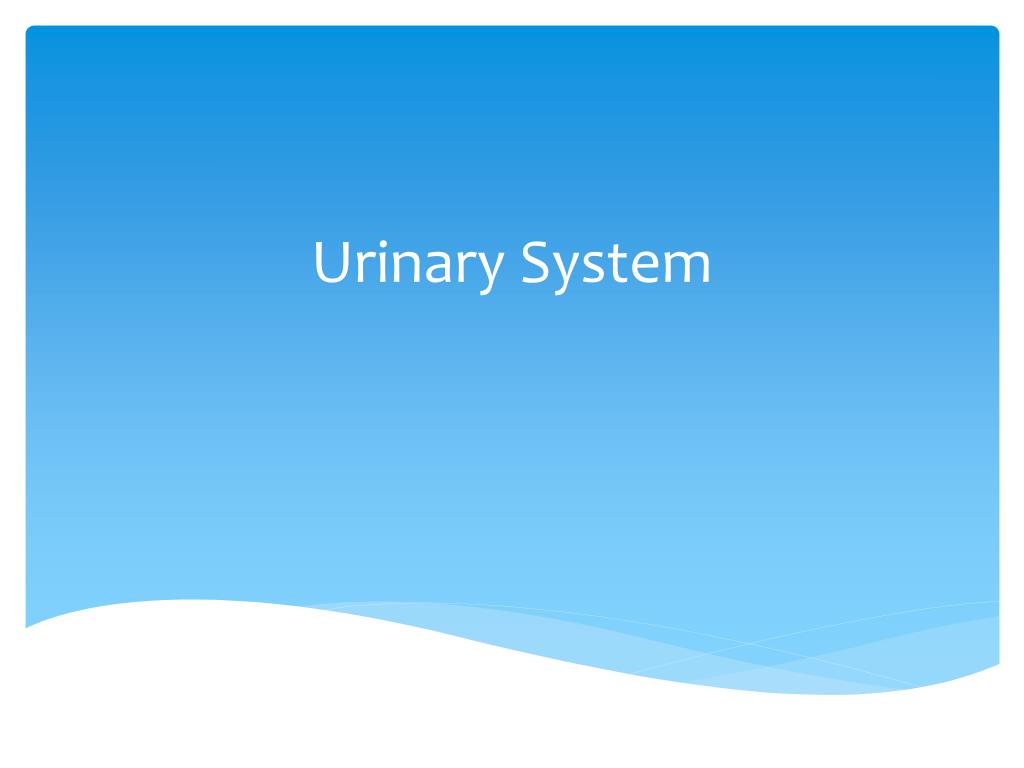 PPT - Urinary System PowerPoint Presentation, free download - ID:1900082