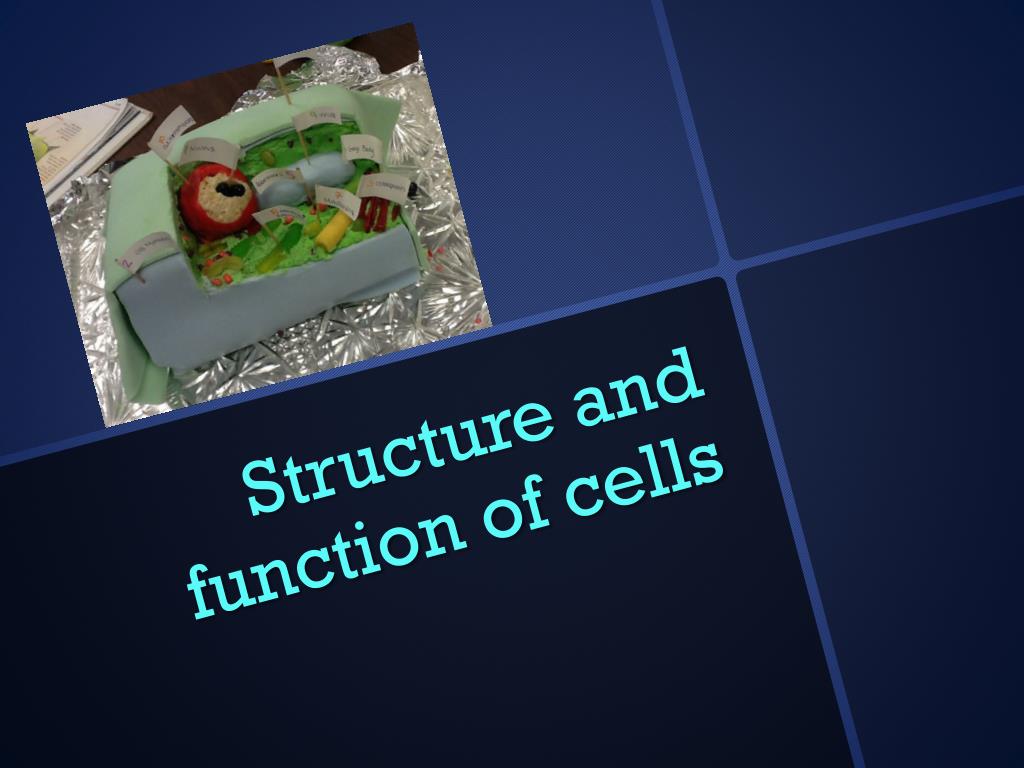 PPT - Structure and function of cells PowerPoint Presentation, free ...