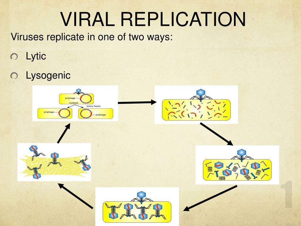 PPT - VIRAL REPLICATION PowerPoint Presentation, free download - ID:1901371