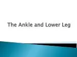 PPT - Ankle, Lower Leg Lab PowerPoint Presentation, free download - ID ...
