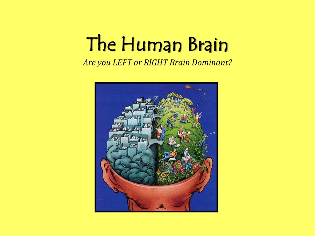 PPT - The Human Brain PowerPoint Presentation, free download - ID:1903064