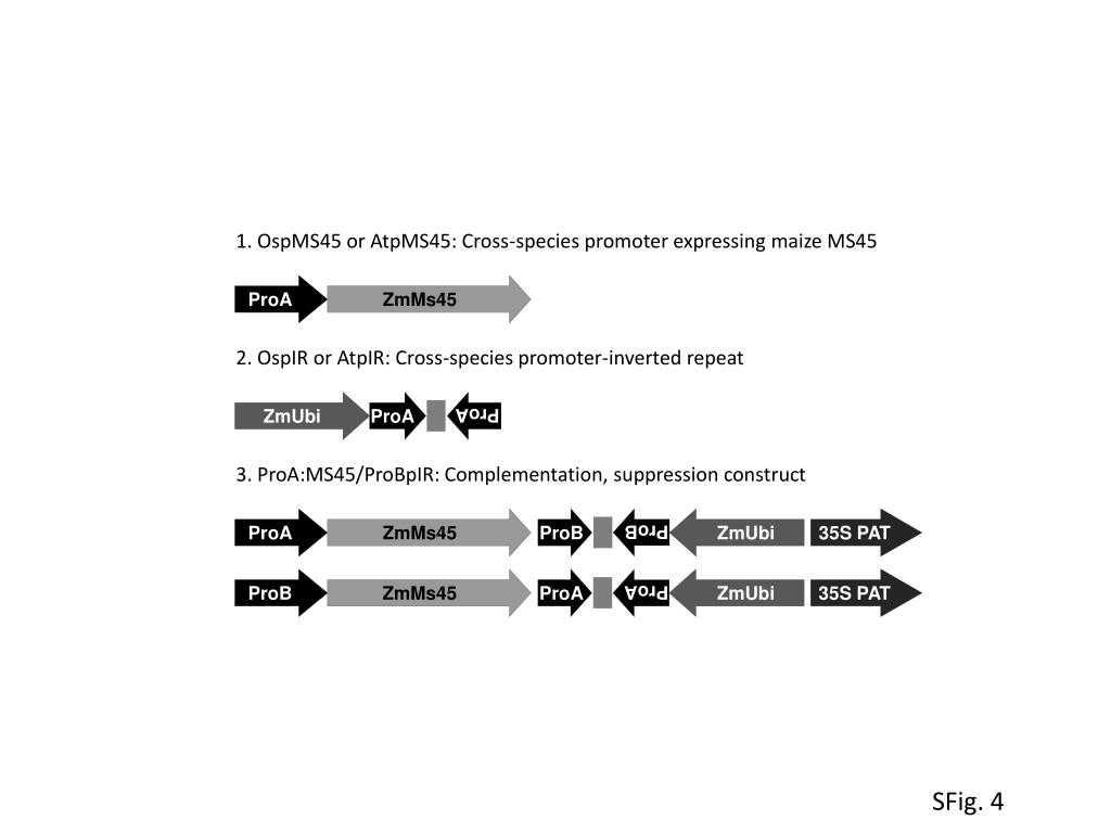 PPT - 35S PAT PowerPoint Presentation, free download - ID:1903635