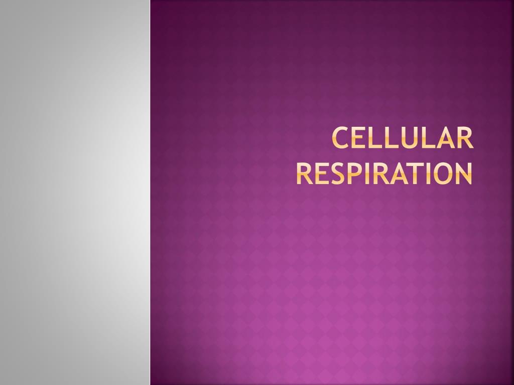 PPT - Cellular Respiration PowerPoint Presentation, free download - ID ...