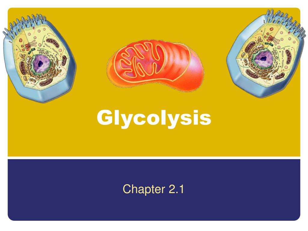 PPT - Glycolysis PowerPoint Presentation, free download - ID:1904657