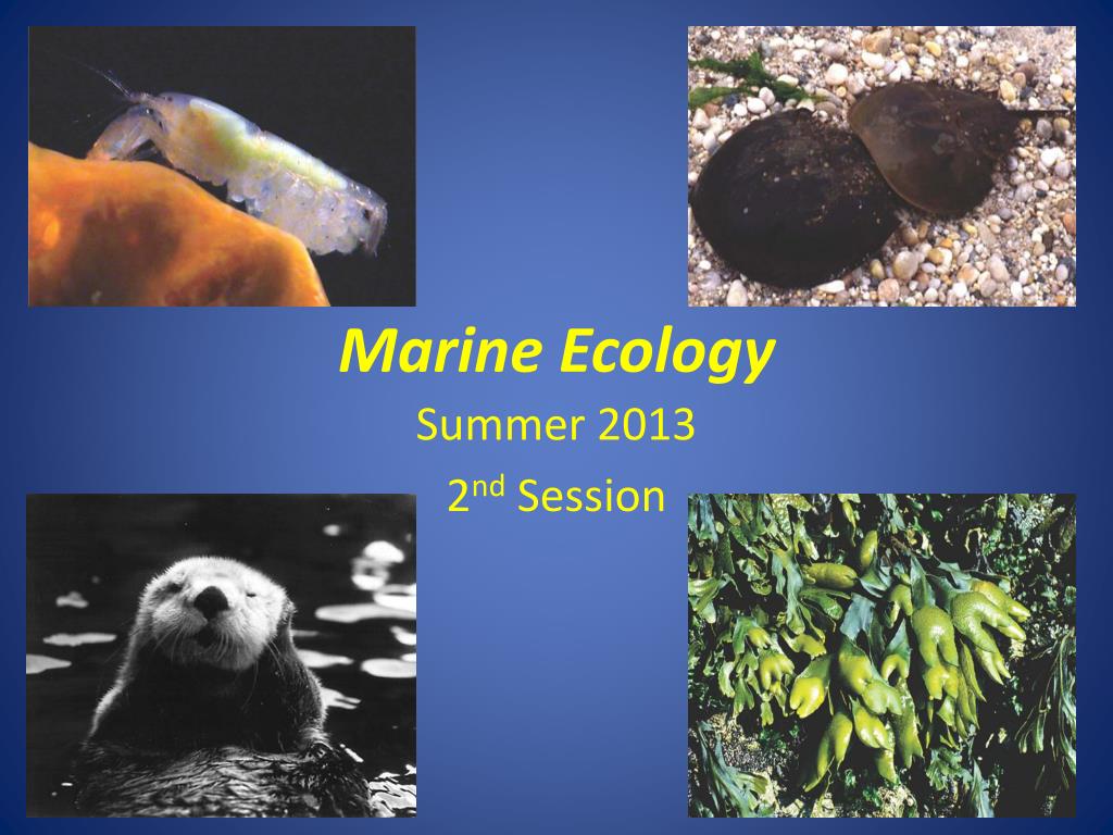 PPT - Marine Ecology PowerPoint Presentation, free download - ID:1904916