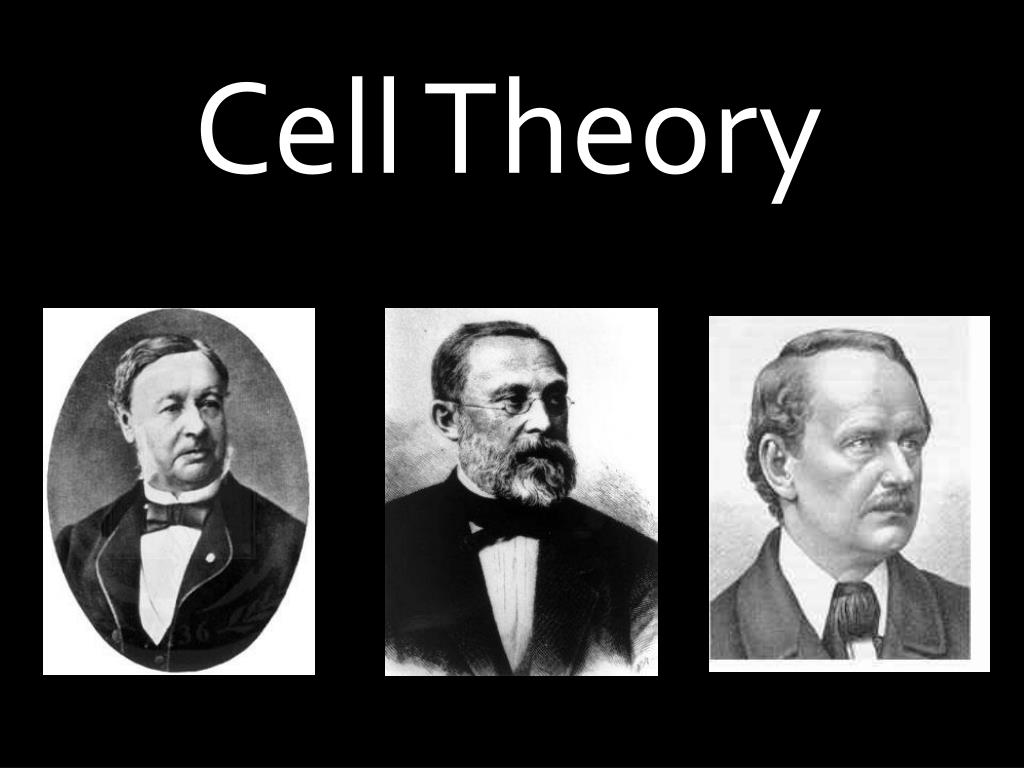 PPT - Cell Theory PowerPoint Presentation, free download - ID:1908935