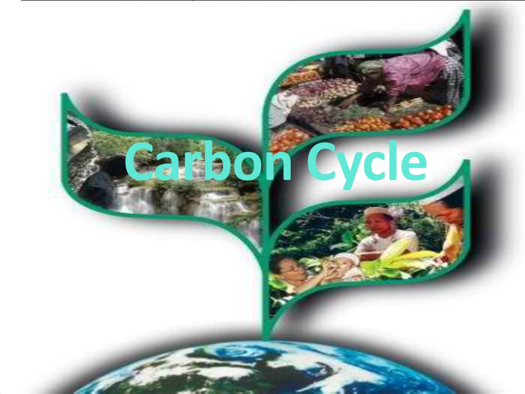 PPT - Carbon Cycle PowerPoint Presentation, free download - ID:1909911