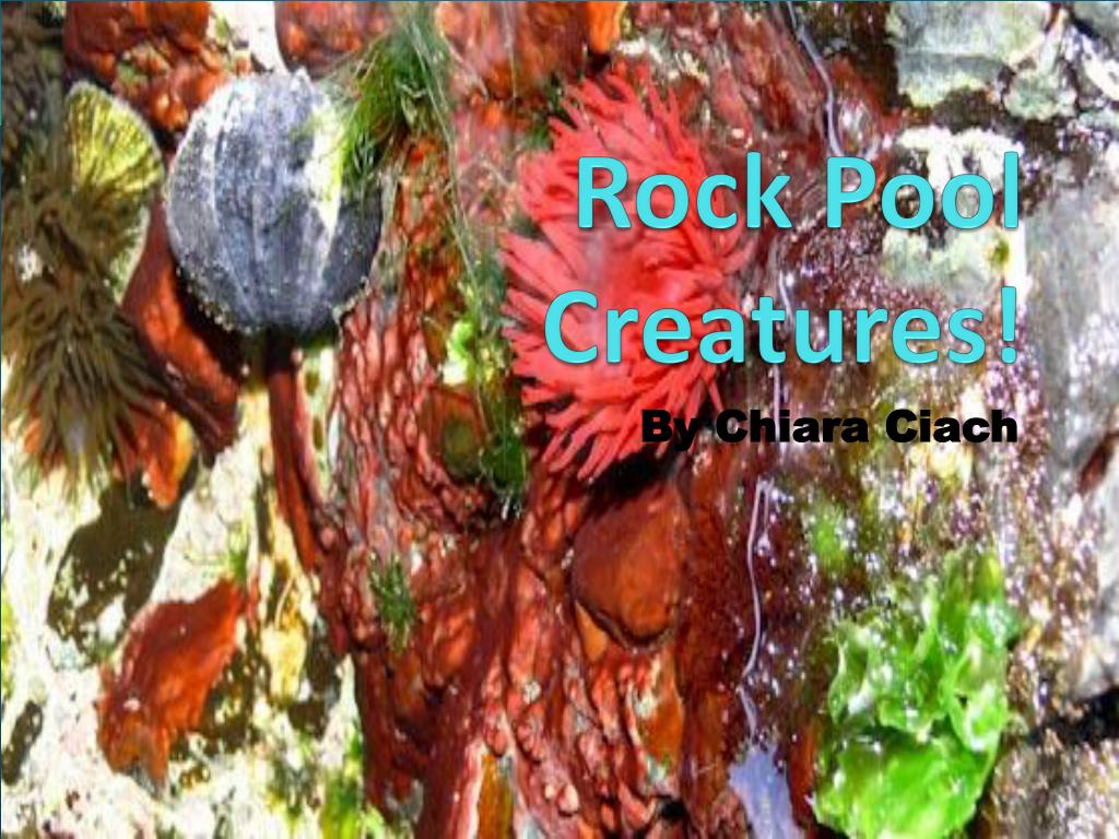 PPT - Rock Pool Creatures! PowerPoint Presentation, free download - ID ...