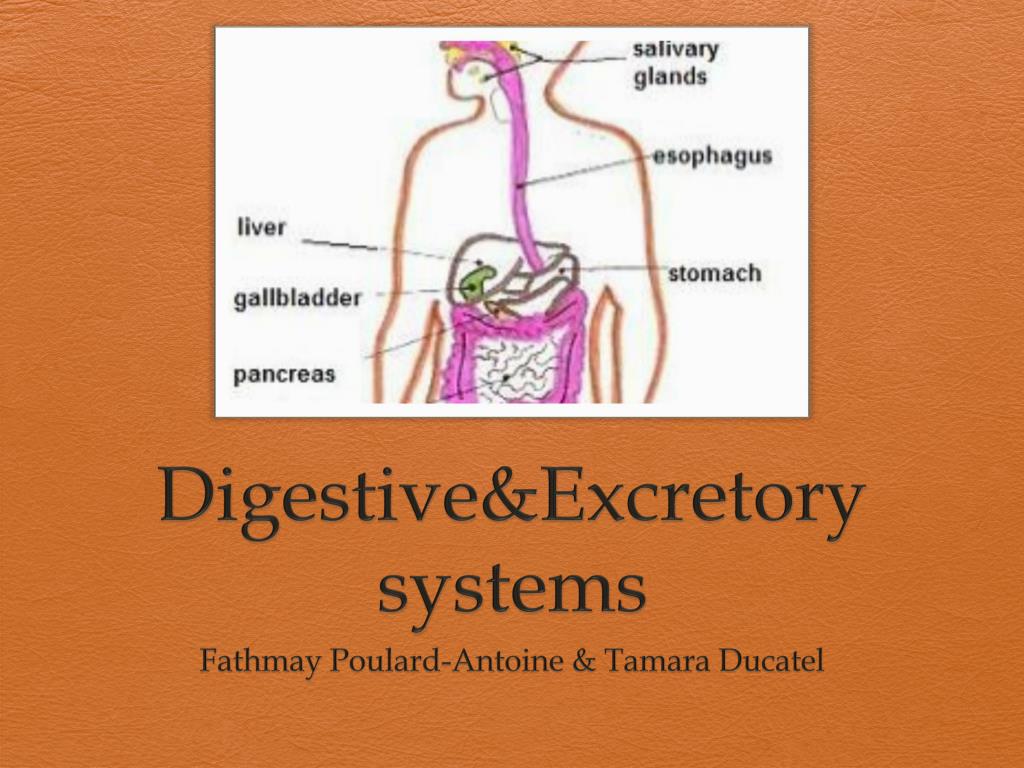 PPT - Digestive&Excretory systems PowerPoint Presentation, free ...