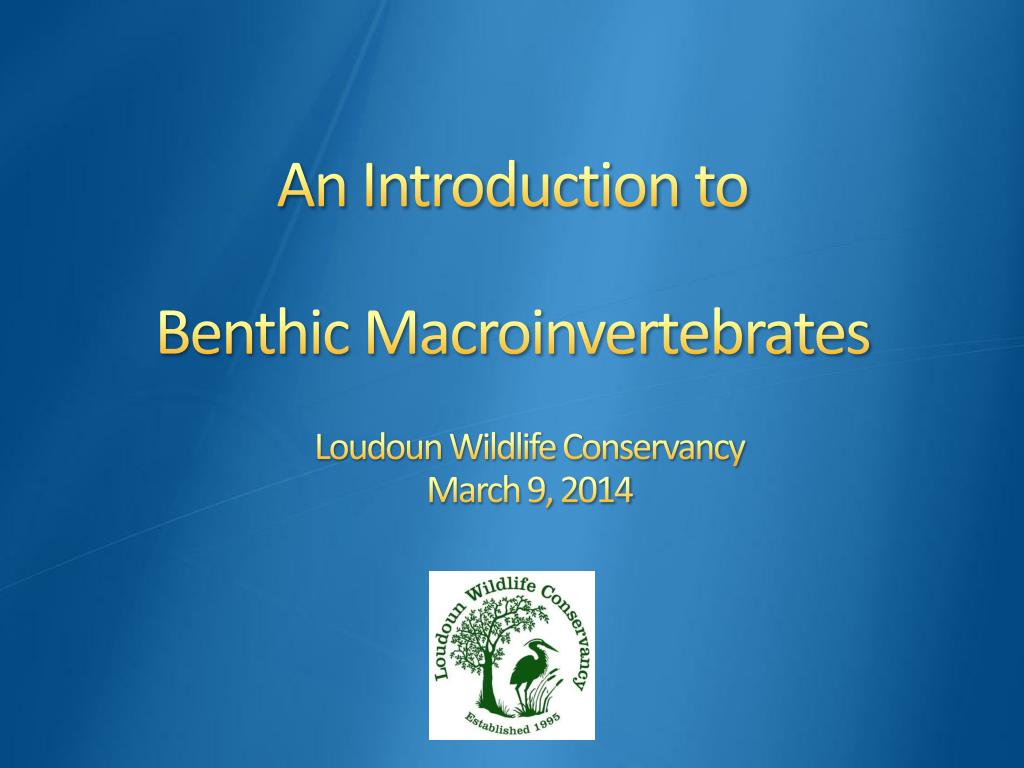 PPT - An Introduction to Benthic Macroinvertebrates PowerPoint ...